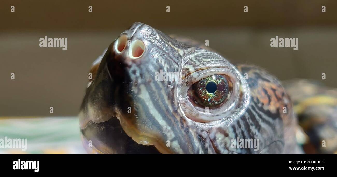 Freshwater Turtle Name : map turtles select focus with note and eye on ...