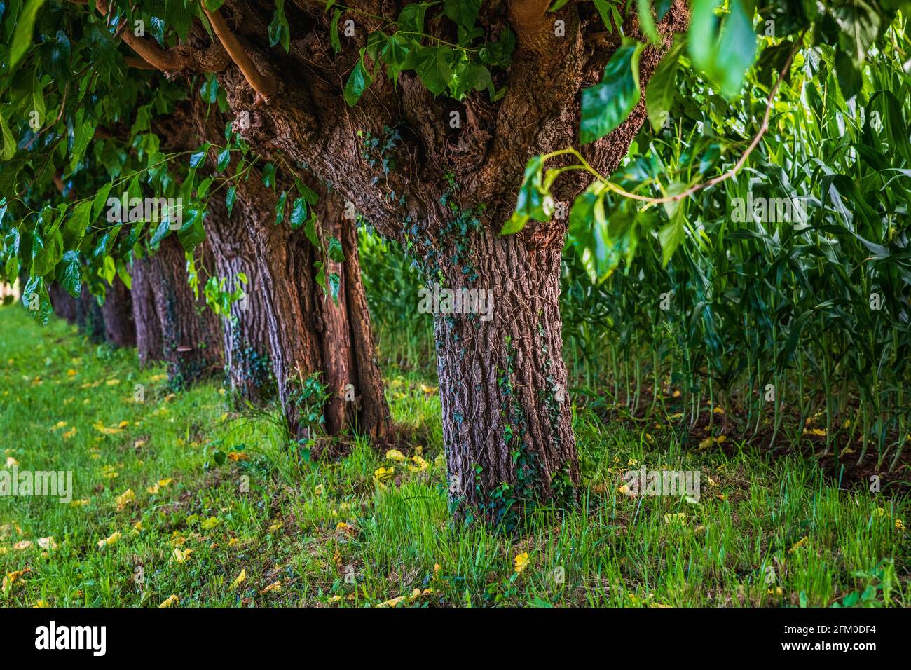 In the woods among the mulberry trees Stock Photo - Alamy
