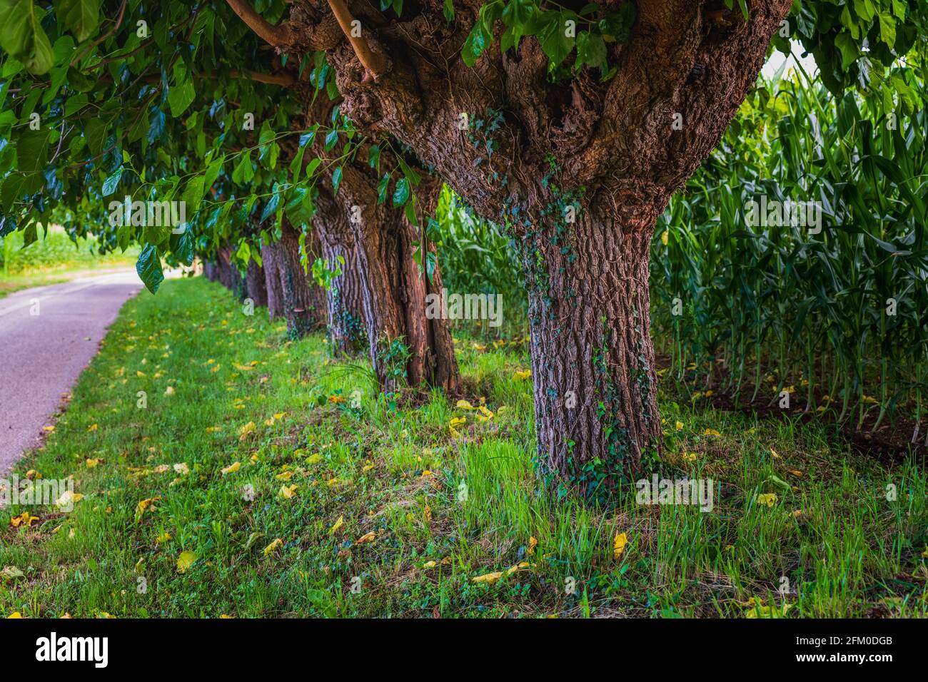 In the woods among the mulberry trees Stock Photo - Alamy
