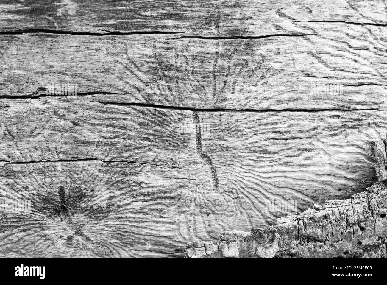 Beetle gallery on a tree trunk Stock Photo - Alamy