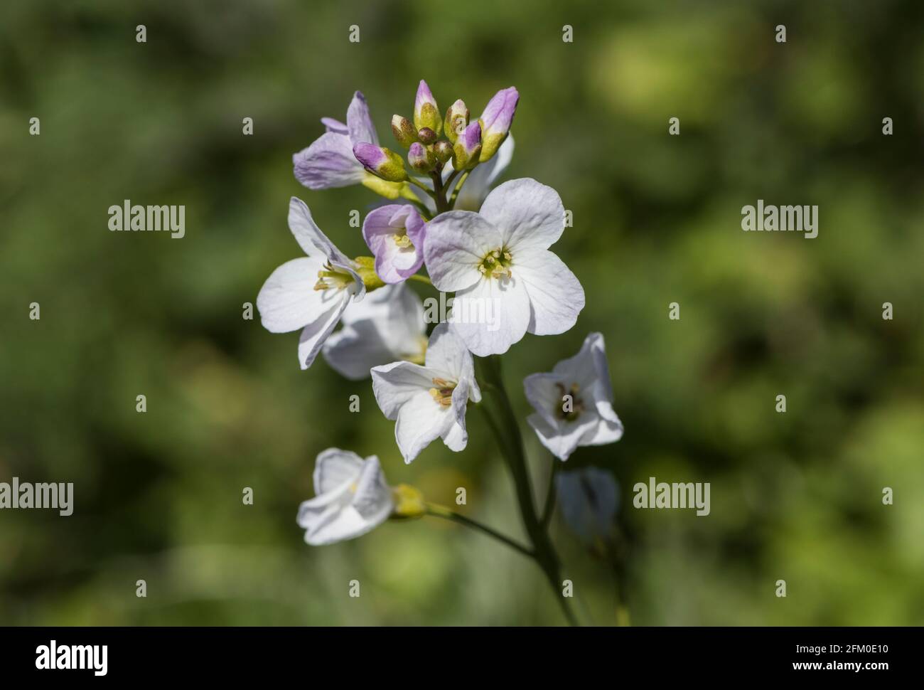 Stem cuckoo flower cardamine hi-res stock photography and images - Alamy