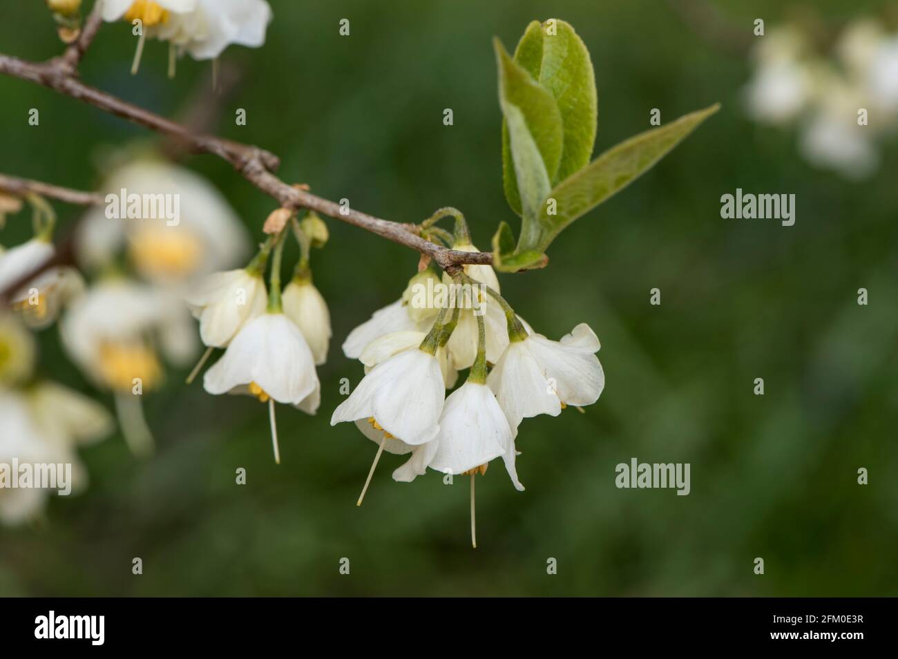 Flowers of Halesia carolina (Carolina Silverbell Stock Photo - Alamy