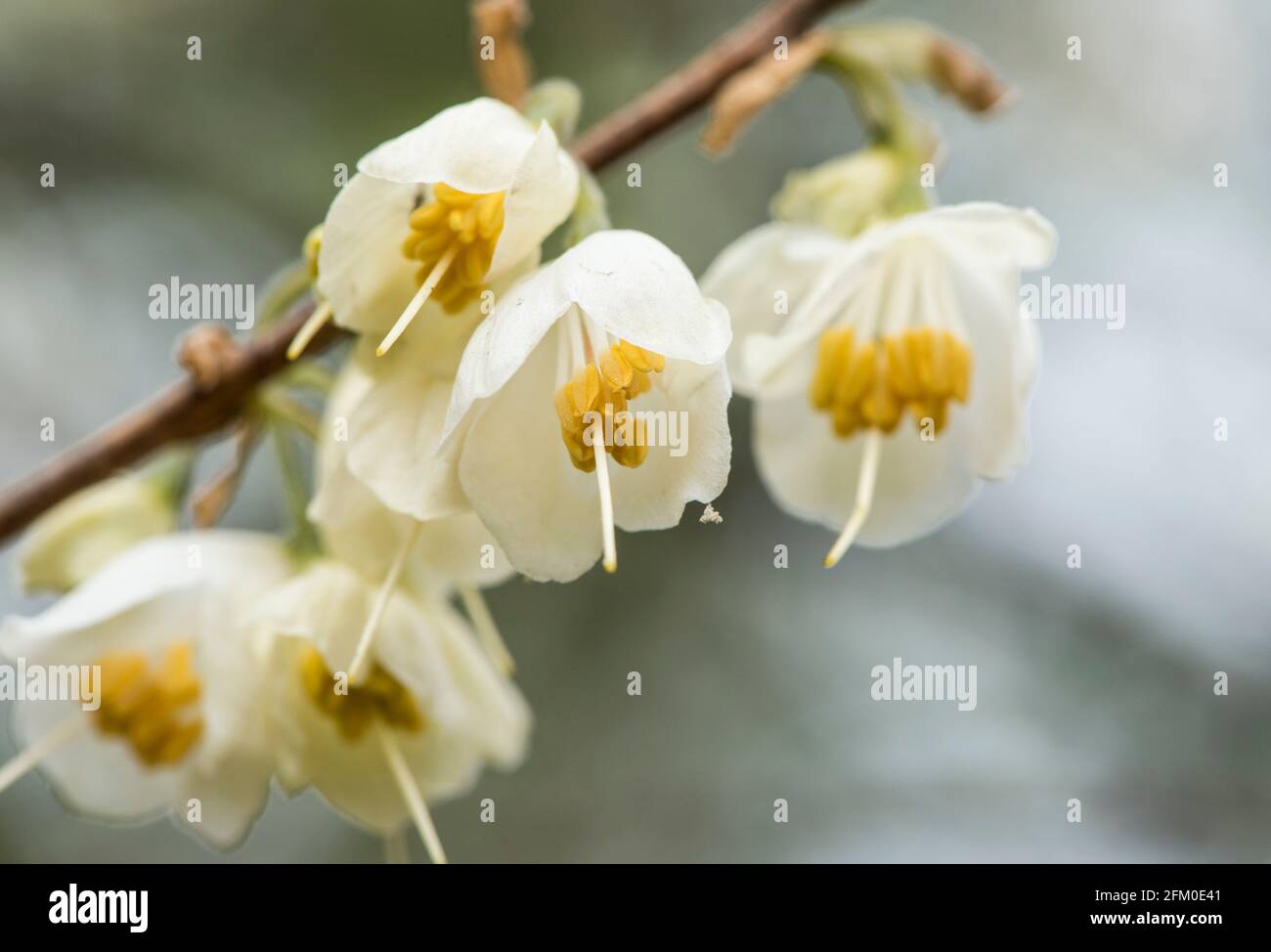 Flowers of Halesia carolina (Carolina Silverbell Stock Photo - Alamy