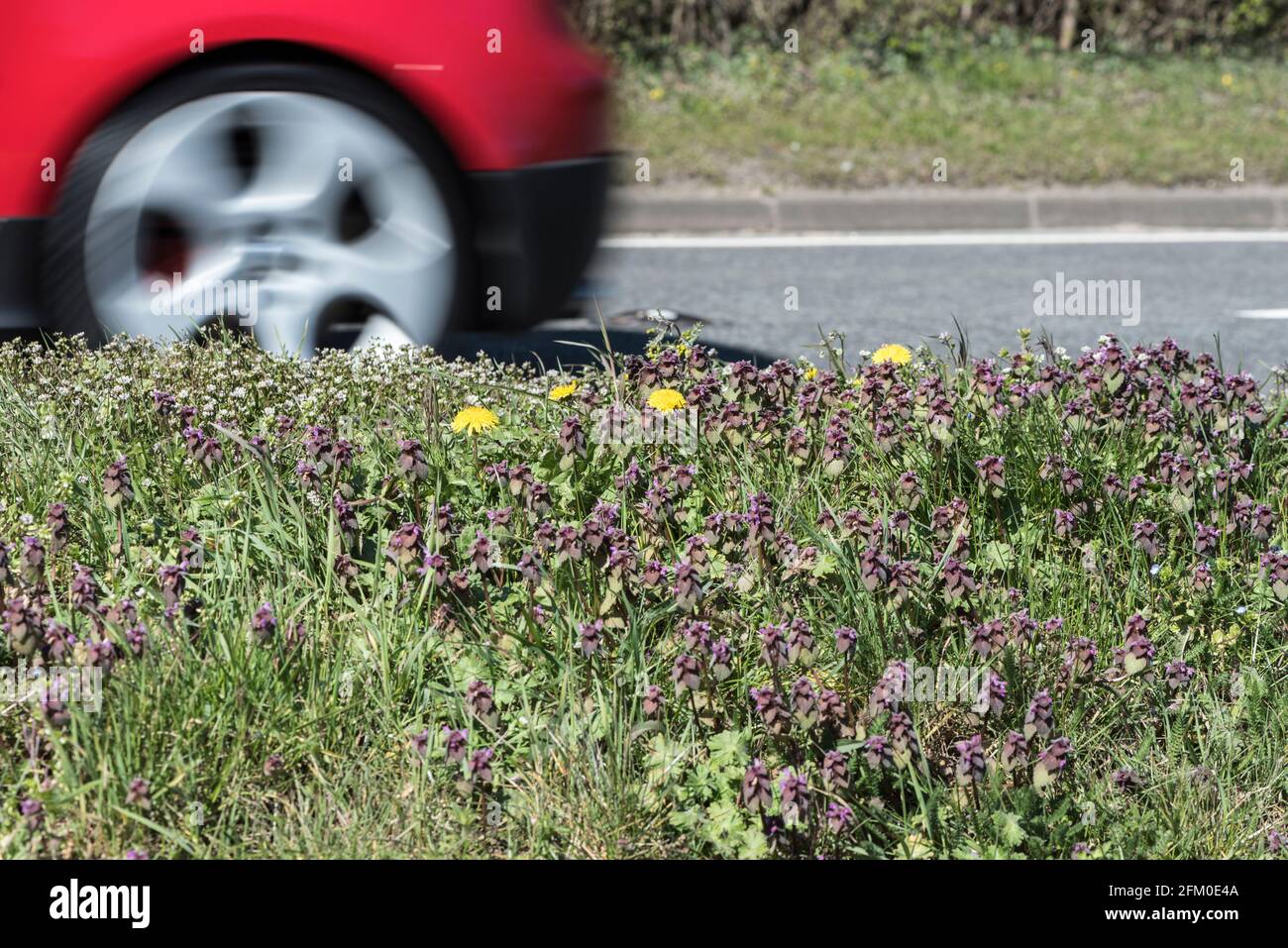 Roadside verge showing native flowers Stock Photo - Alamy