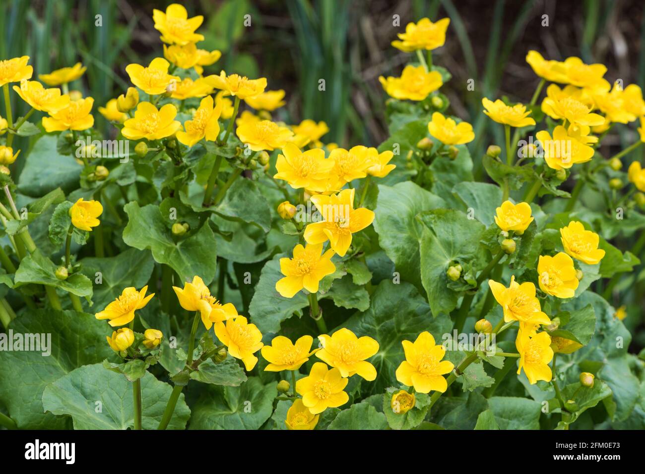 Flowering clump of Marsh Marigolds (Caltha palustris Stock Photo - Alamy