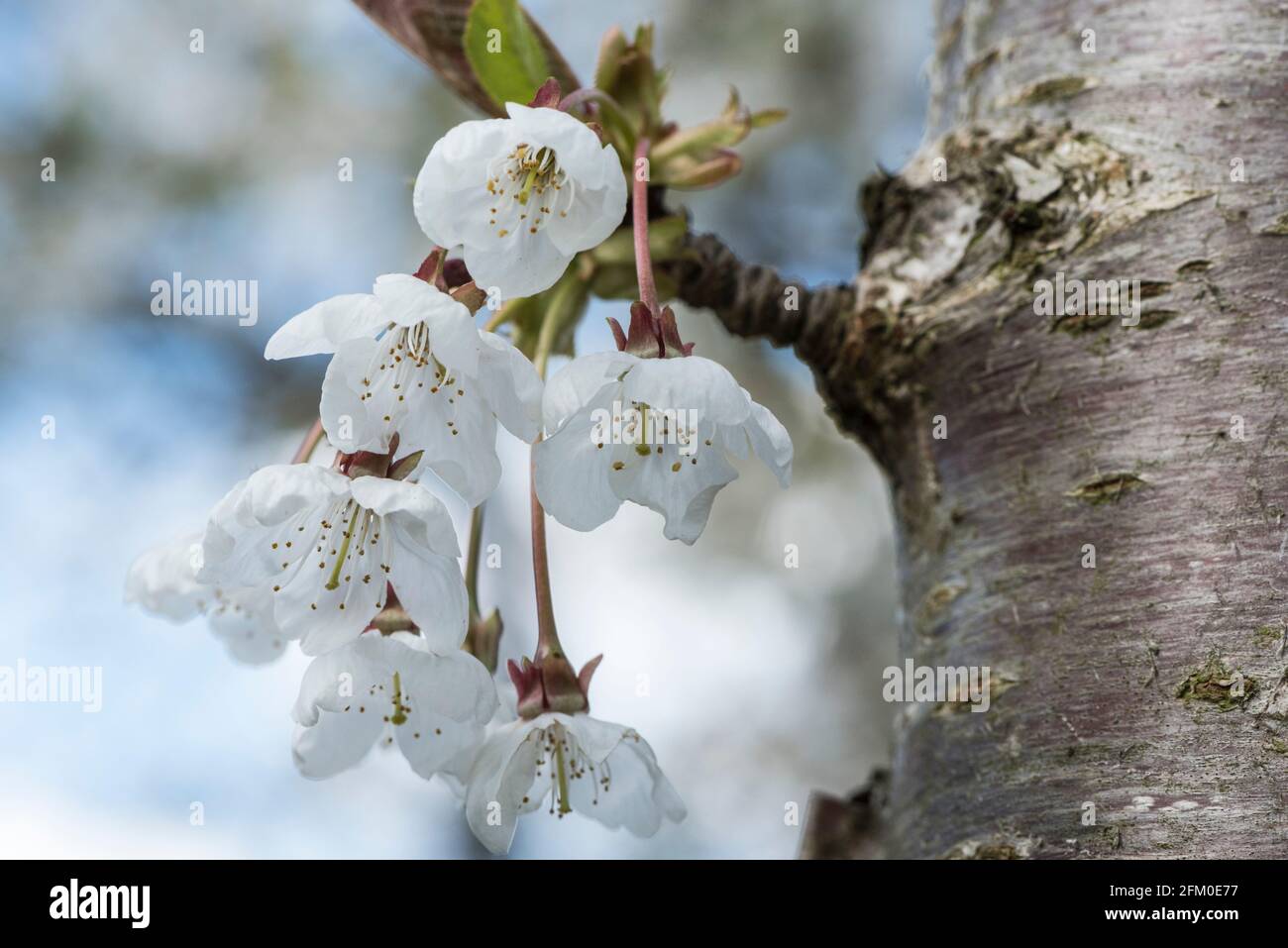 Cherry blossom (Prunus sp Stock Photo - Alamy