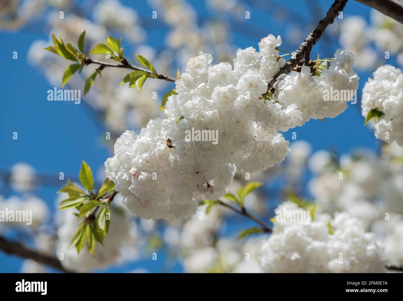 Cherry blossom (Prunus sp Stock Photo - Alamy