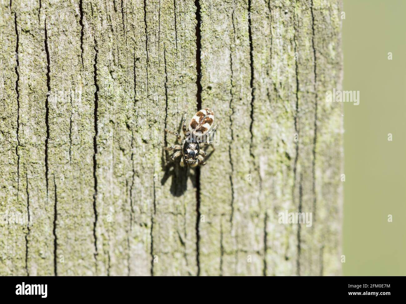 Male jumping spider (Salticus scenicus Stock Photo - Alamy