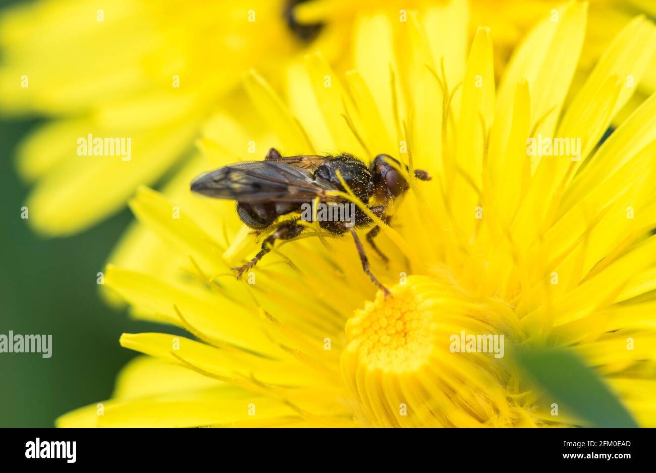 A Conopid fly, the widespread and common Ferruginous Bee-Grabber (Sicus ...