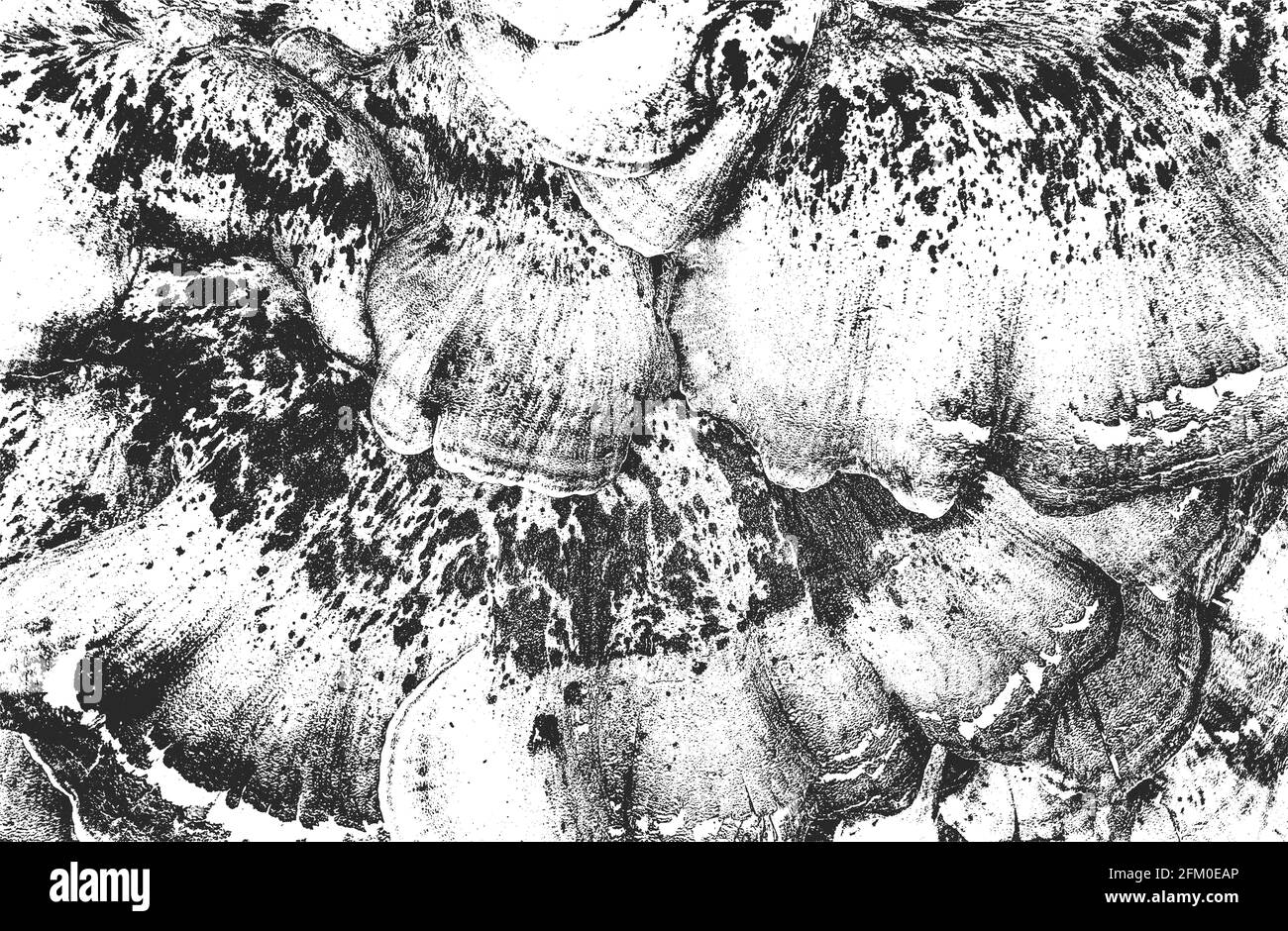 Distressed overlay texture of closeup seashell armor. grunge background ...