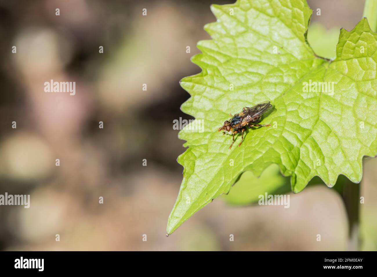 A Conopid fly, the widespread and common Ferruginous Bee-Grabber (Sicus ...