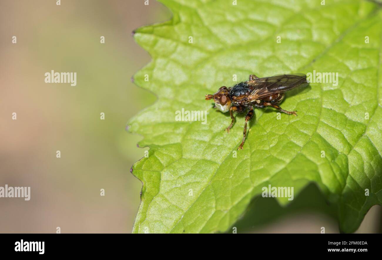 Conopid fly hi-res stock photography and images - Alamy