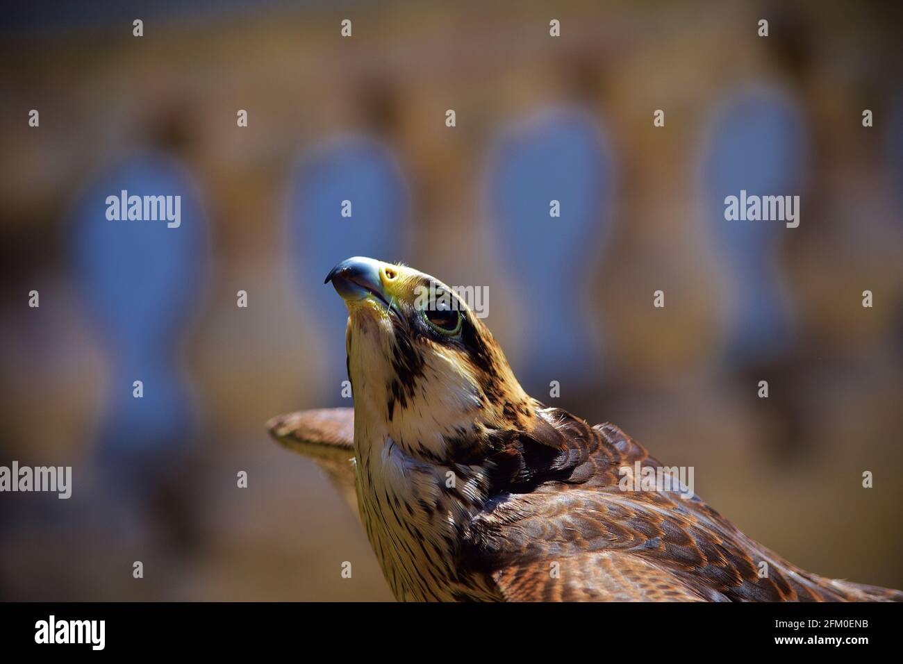 Closeup shot of a domesticated Brown falcon Stock Photo - Alamy