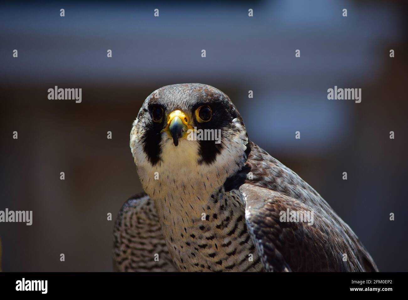 Peregrine falcon head shot hi-res stock photography and images - Alamy
