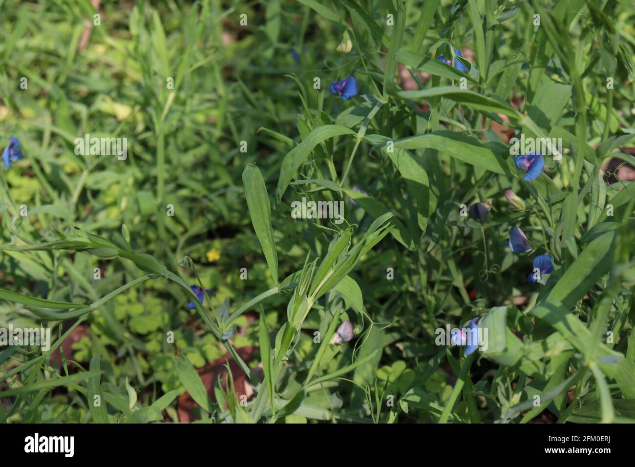 Grass pea lathyrus sativus hi-res stock photography and images - Alamy