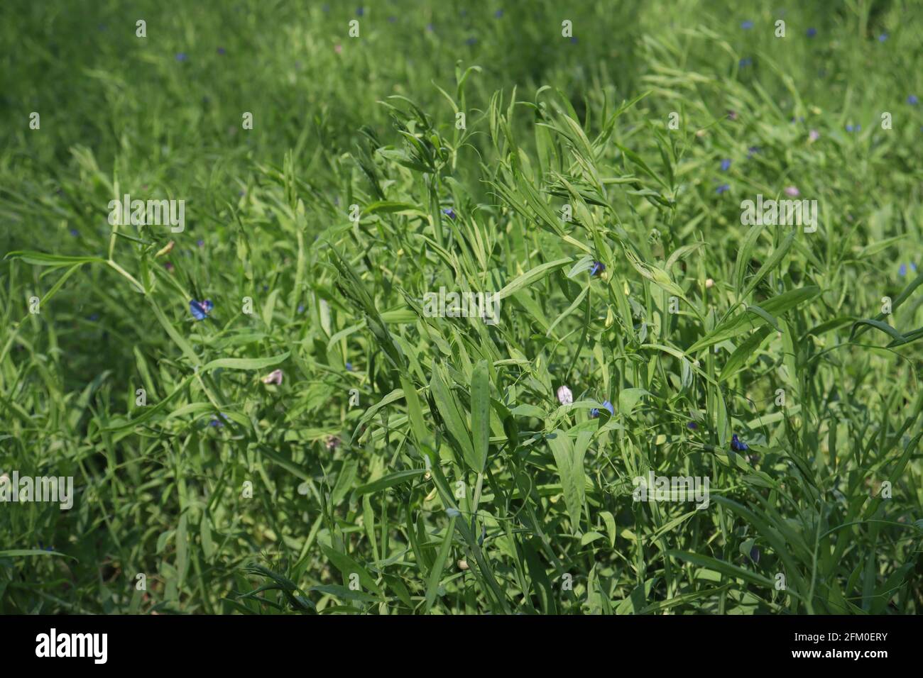 Grass pea hi-res stock photography and images - Alamy