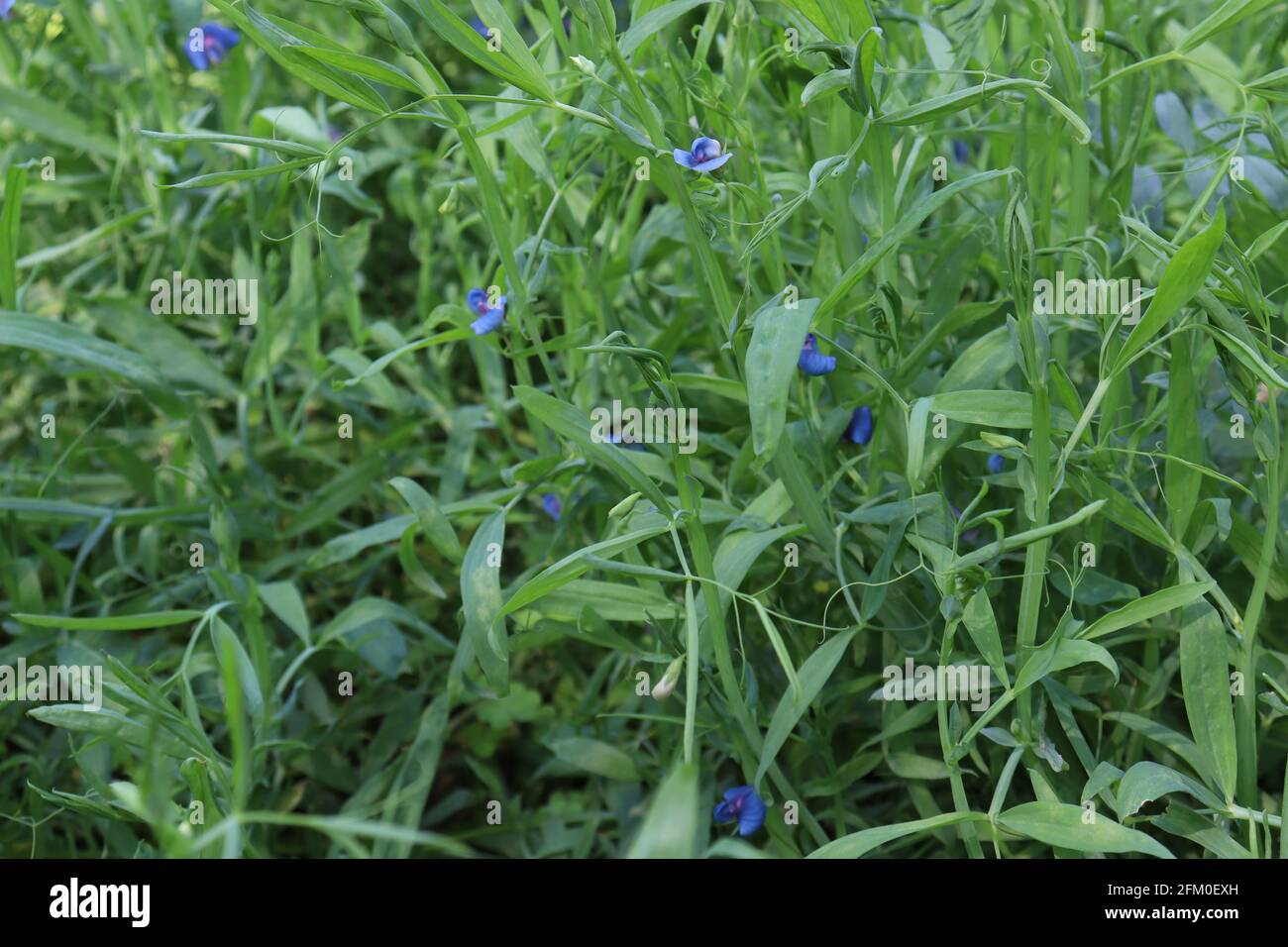 Grass pea lathyrus sativus hi-res stock photography and images - Alamy