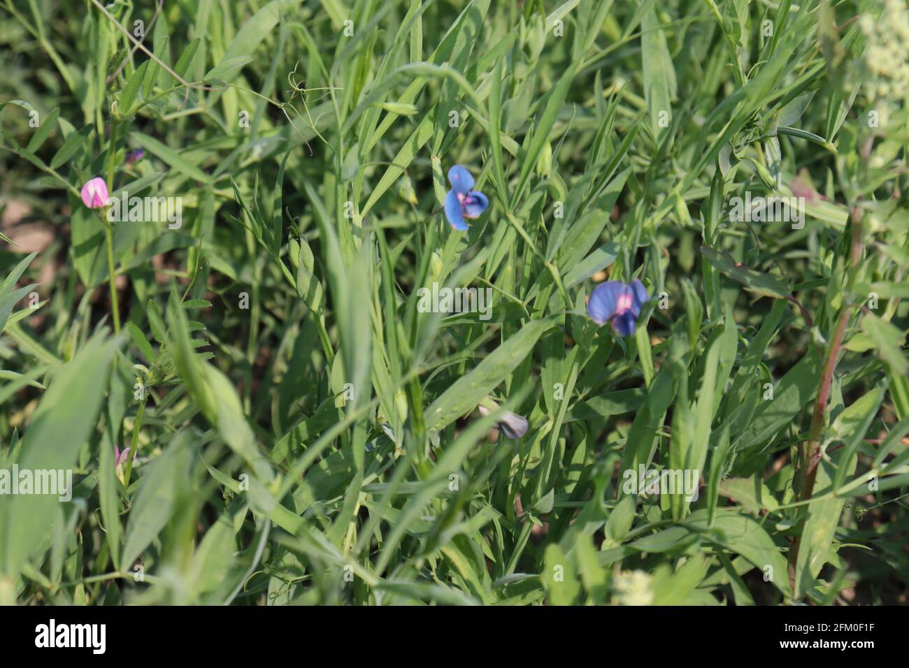 Grass pea lathyrus sativus hi-res stock photography and images - Alamy