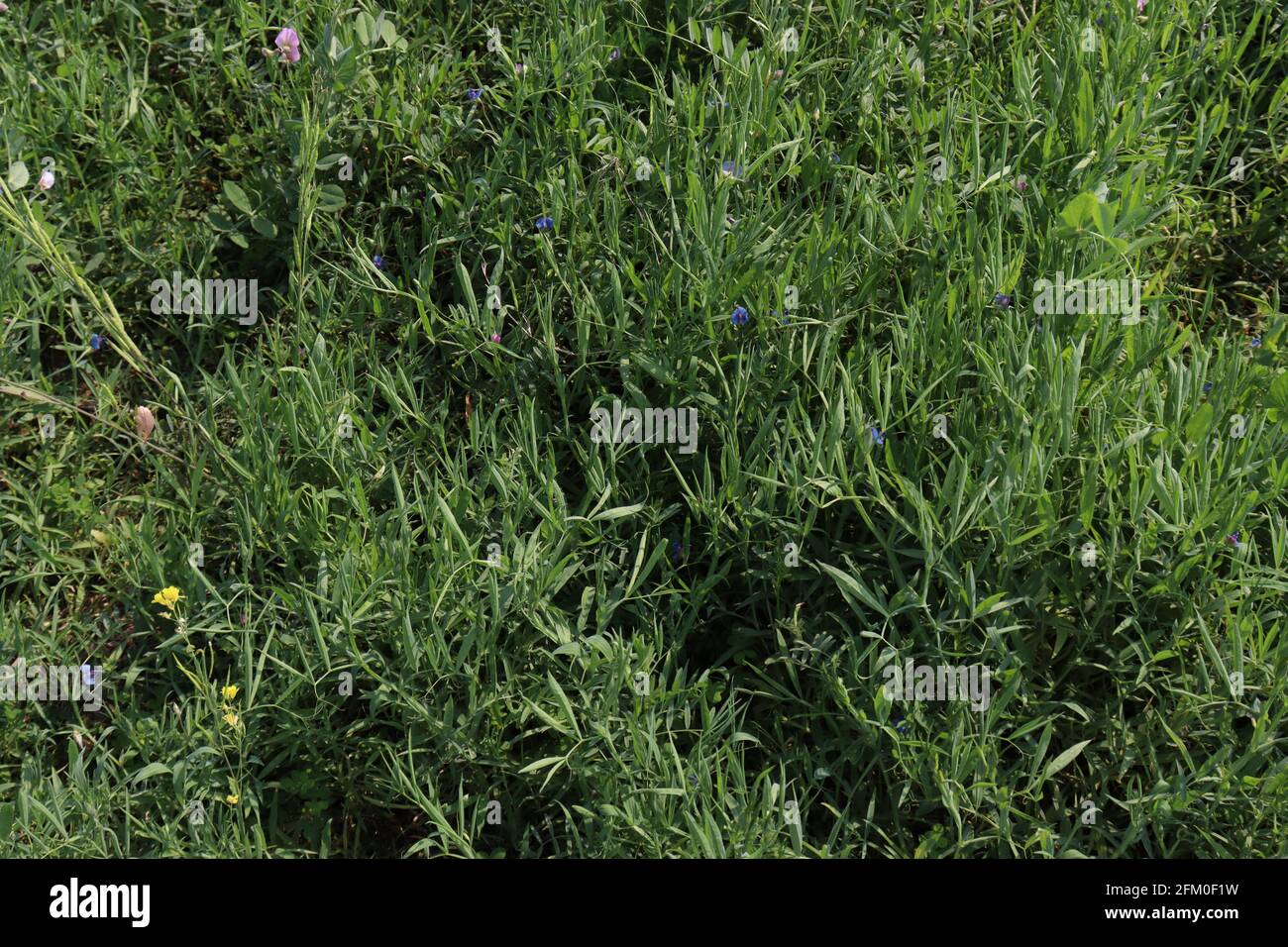 Grass pea lathyrus sativus hi-res stock photography and images - Alamy