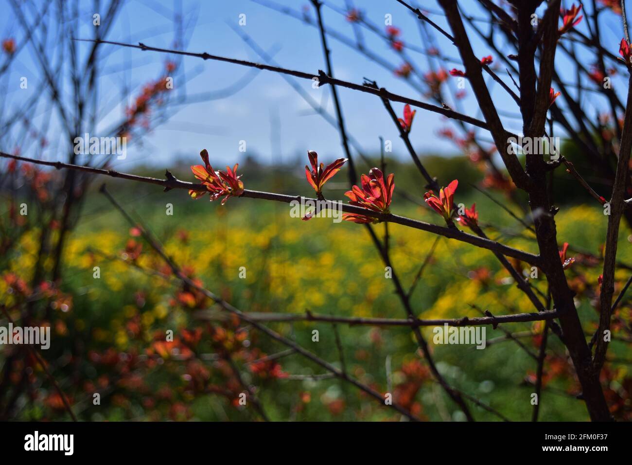 Closeup shot of a tree branch with growing red leaves in Maltese ...