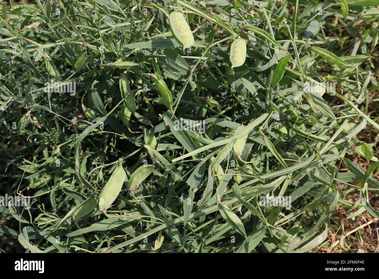 Grass pea lathyrus sativus hi-res stock photography and images - Alamy