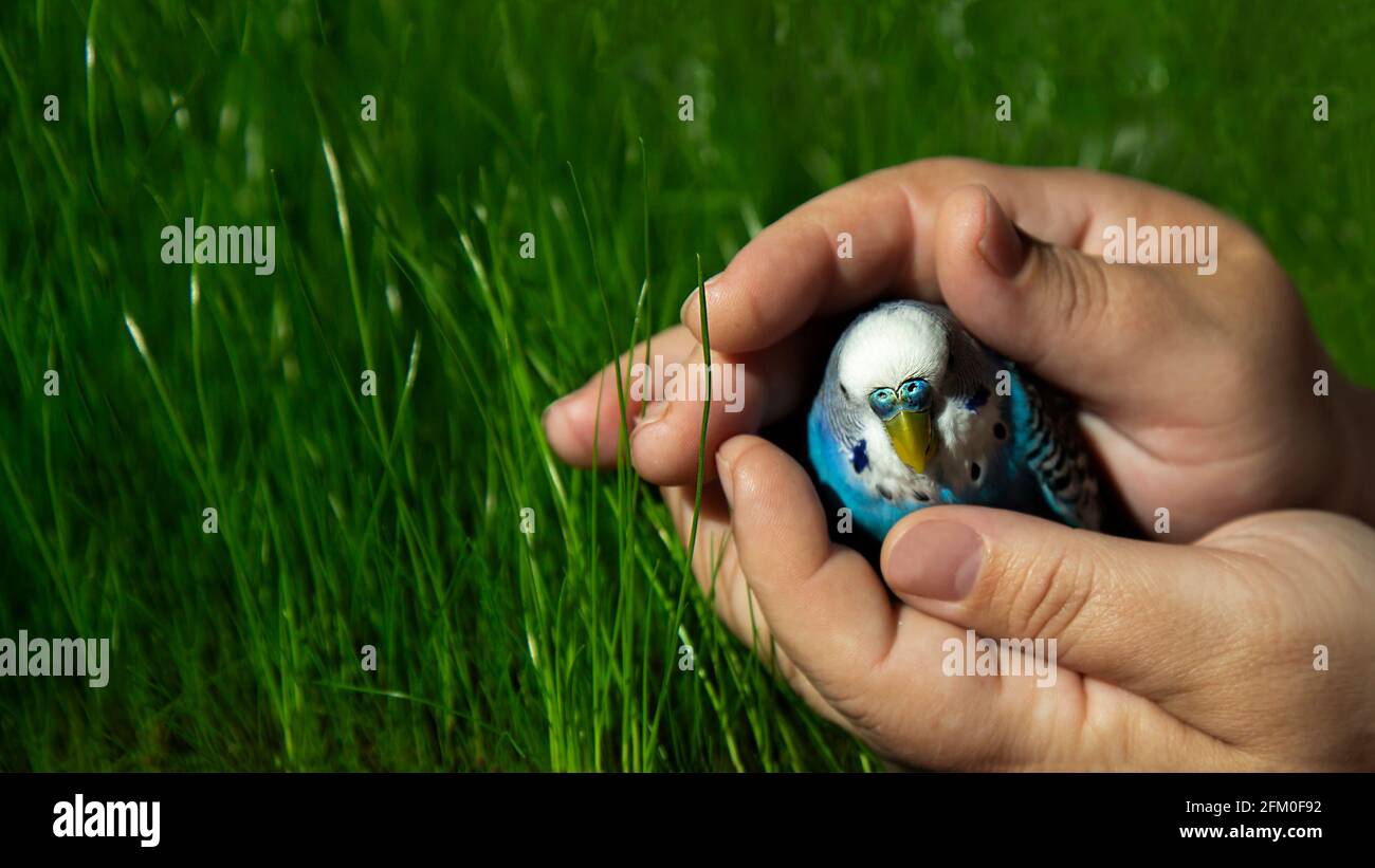 Bird in the palms, in the arms of the owner on the background of green ...