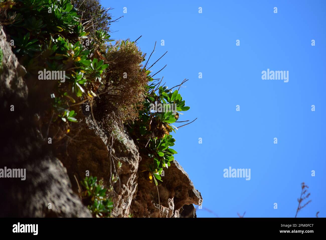 Centaury species hi-res stock photography and images - Alamy
