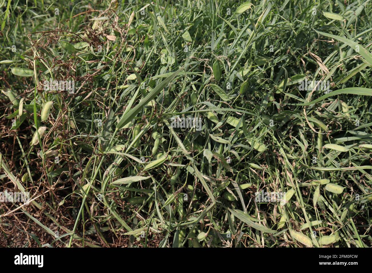 White pea lathyrus sativus hi-res stock photography and images - Alamy