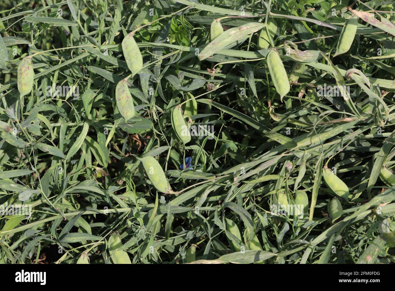 White pea lathyrus sativus hi-res stock photography and images - Alamy