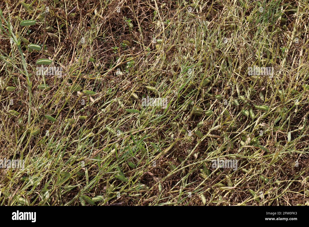 Grass pea lathyrus sativus hi-res stock photography and images - Alamy
