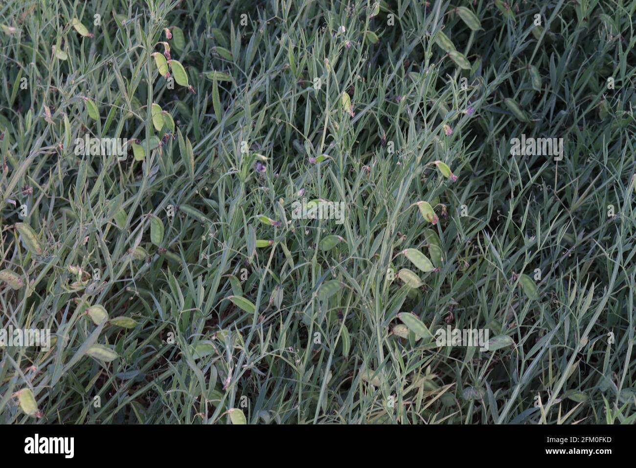 Green pea tree in hi-res stock photography and images - Alamy