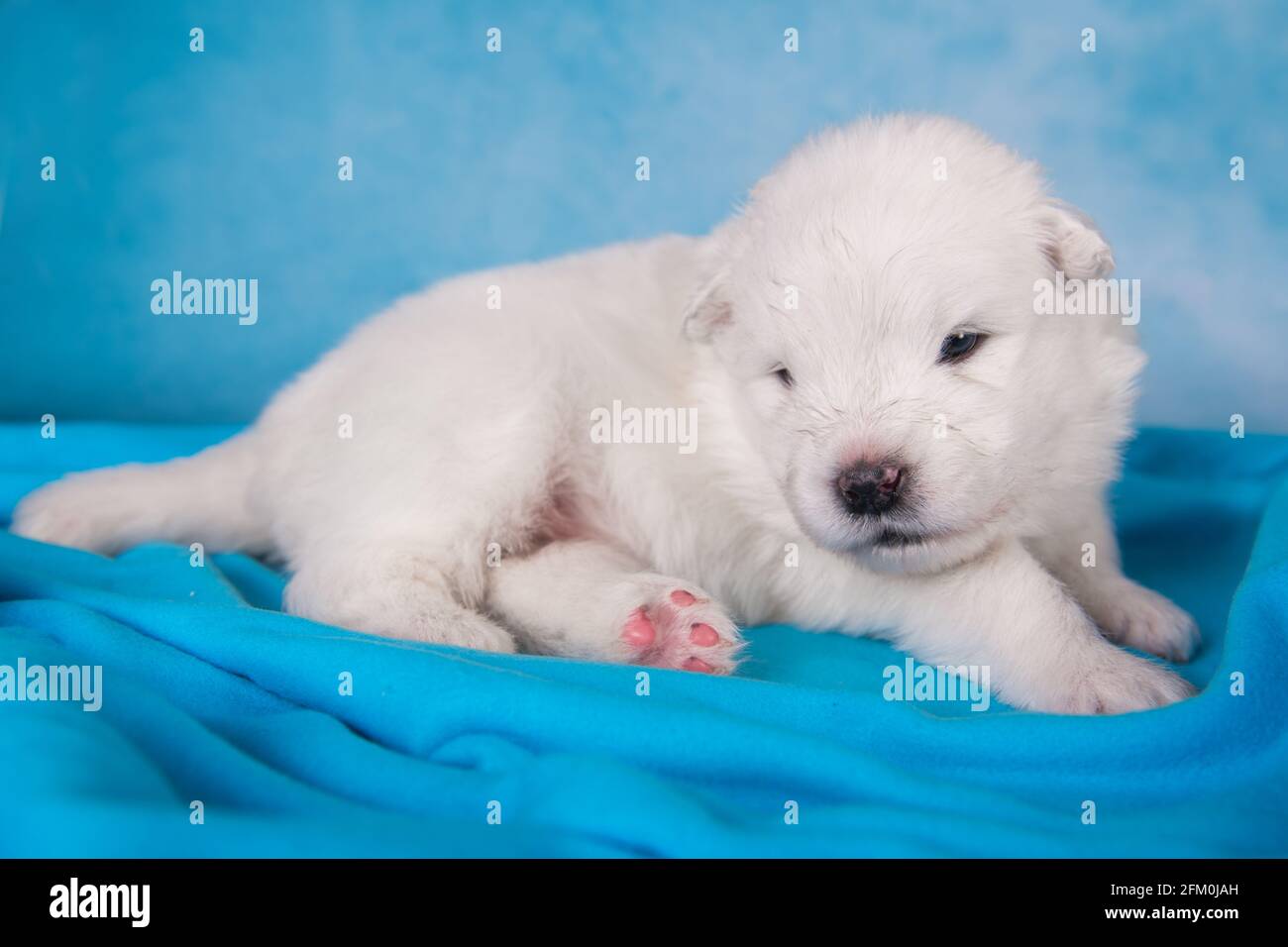 White fluffy small Samoyed puppy dog is sitting on blue Stock Photo - Alamy