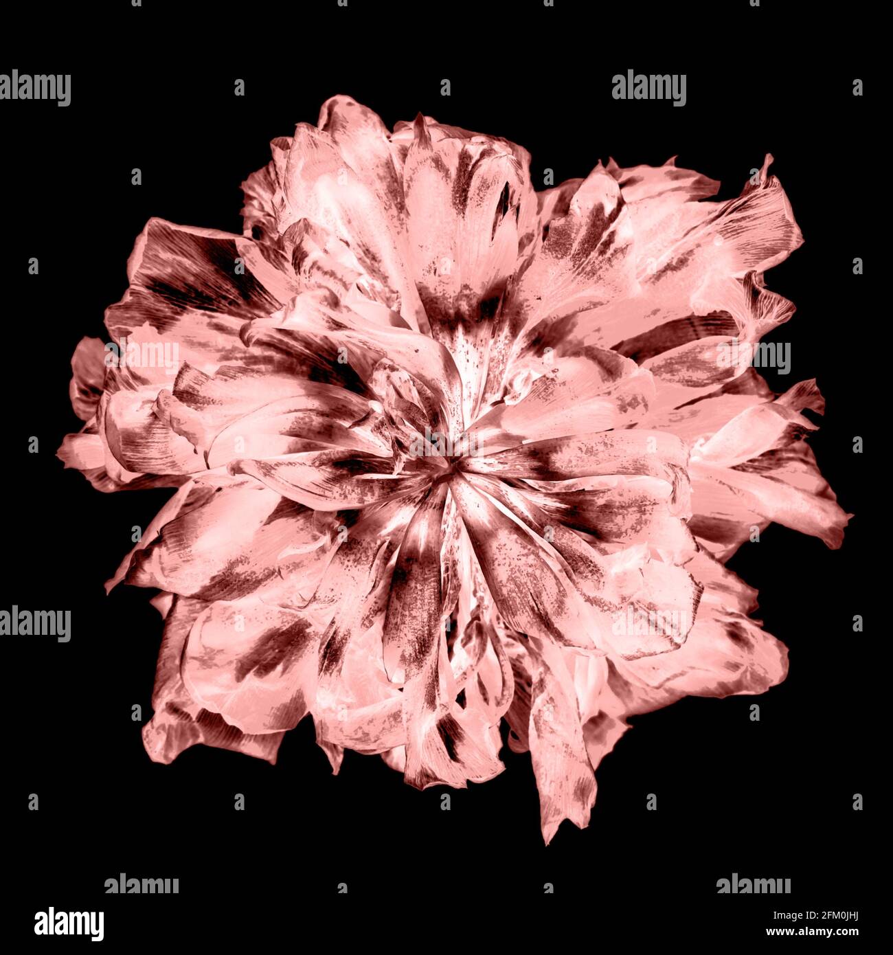 Inverted tulip hi-res stock photography and images - Alamy