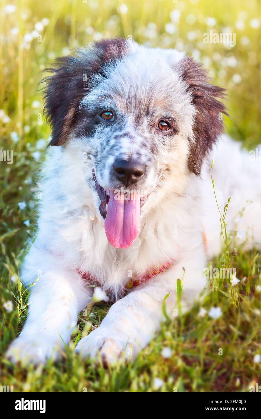 Bulgarian Shepherd Dog
