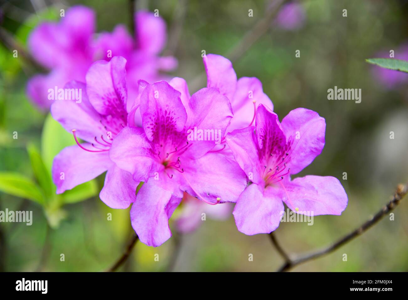 Korean rhododendron rhododendron mucronulatum hi-res stock photography ...