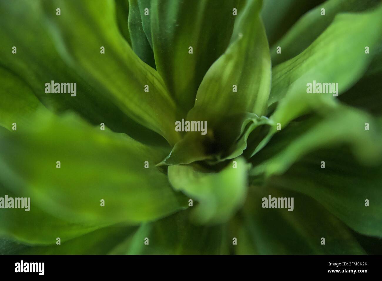 Closeup shot of the beautiful rosette circular arrangement of leaves of ...