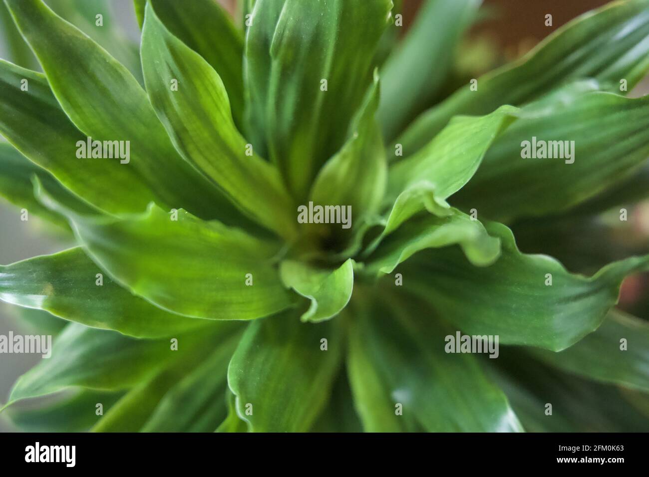 Closeup shot of the beautiful rosette circular arrangement of leaves of ...