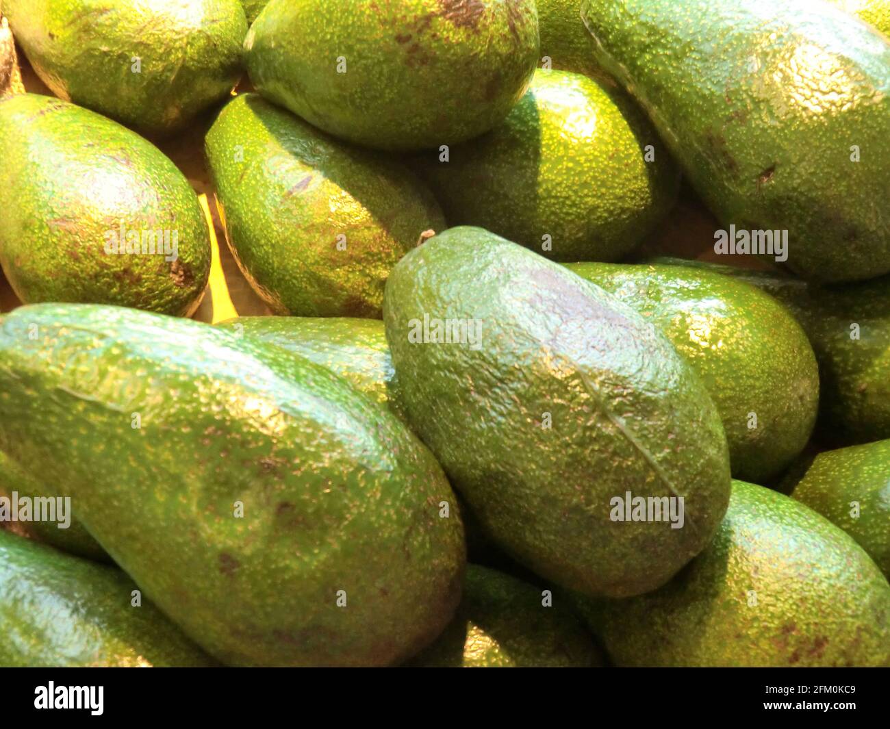 Avogado hi-res stock photography and images - Alamy
