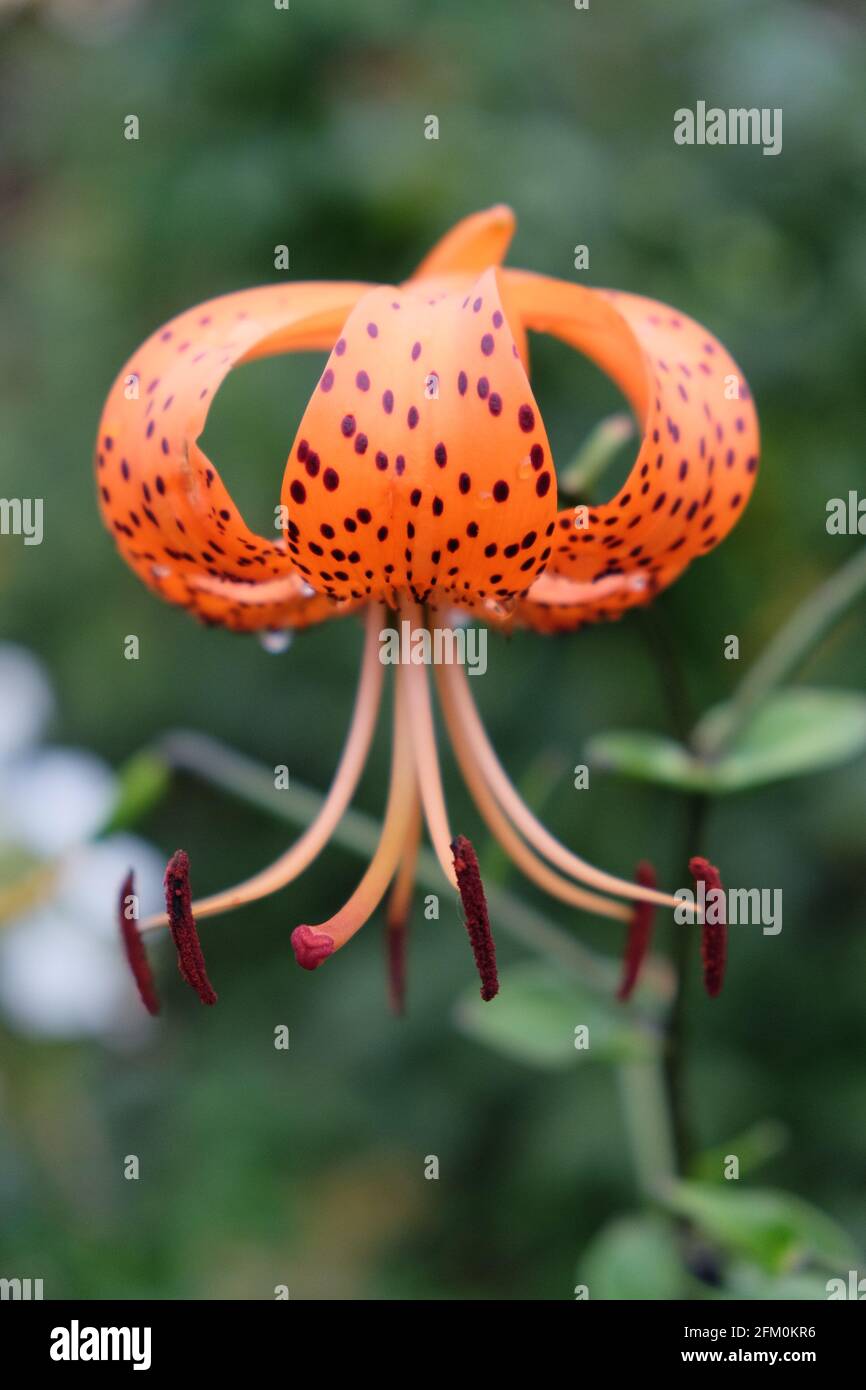 Spotted lily hi-res stock photography and images - Alamy