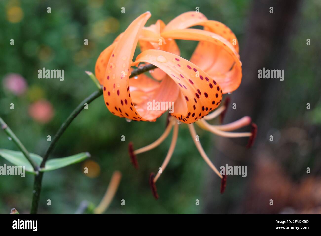 Spotted lily hi-res stock photography and images - Alamy