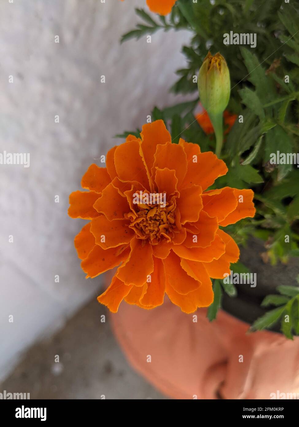 Mari gold hi-res stock photography and images - Alamy