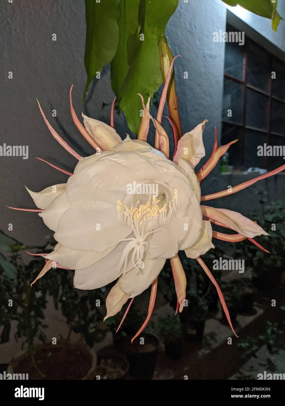 An Indian Brahma kamala Flower as known as Night Queen flower Stock ...