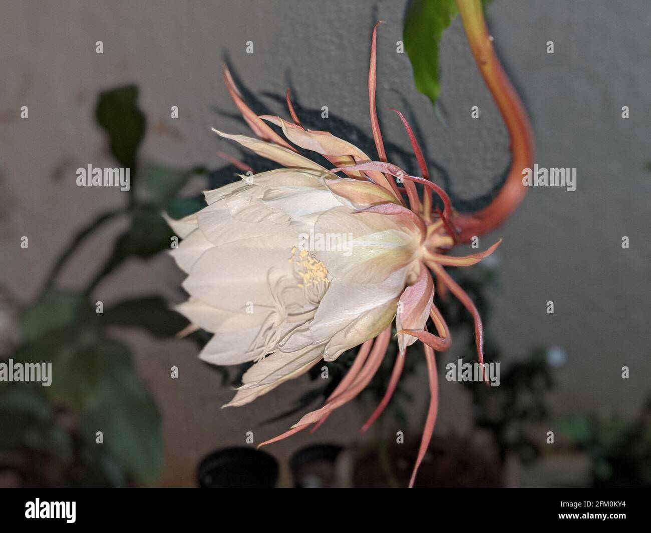 An Indian Brahma kamala flower as known as Night Queen flower Stock ...