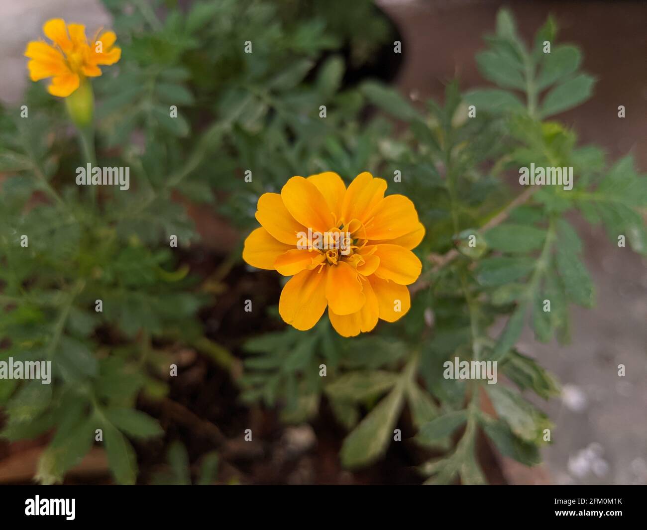 Indian Mari Gold, Home plant Stock Photo - Alamy