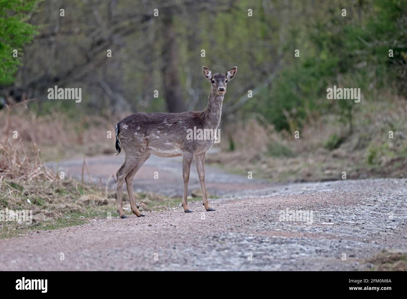 Track fallow deer dama dama hi-res stock photography and images - Alamy