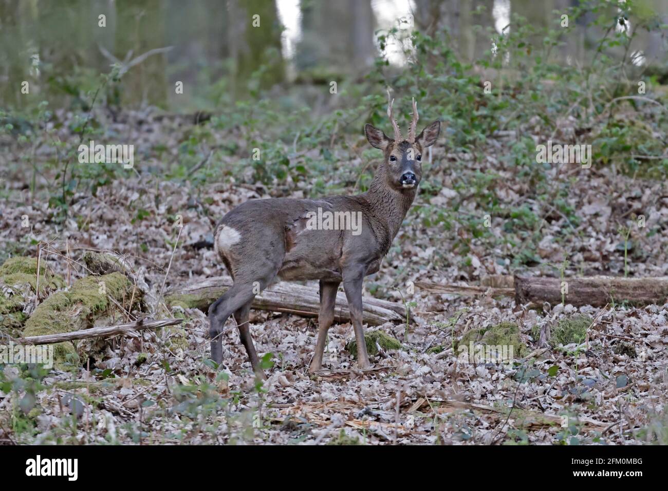 Roe deer uk spring hi-res stock photography and images - Alamy