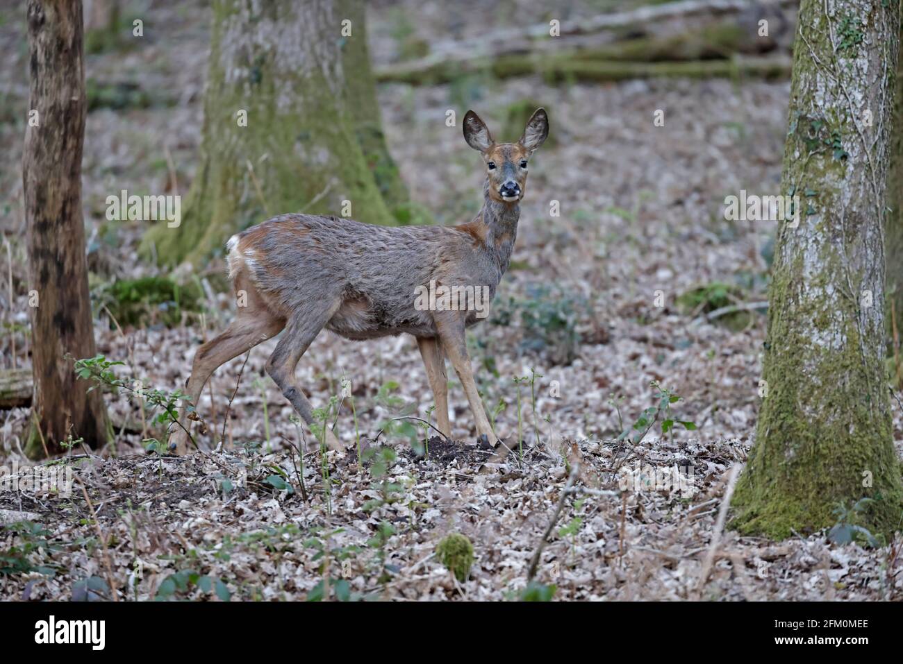 Roe deer spring moult hi-res stock photography and images - Alamy