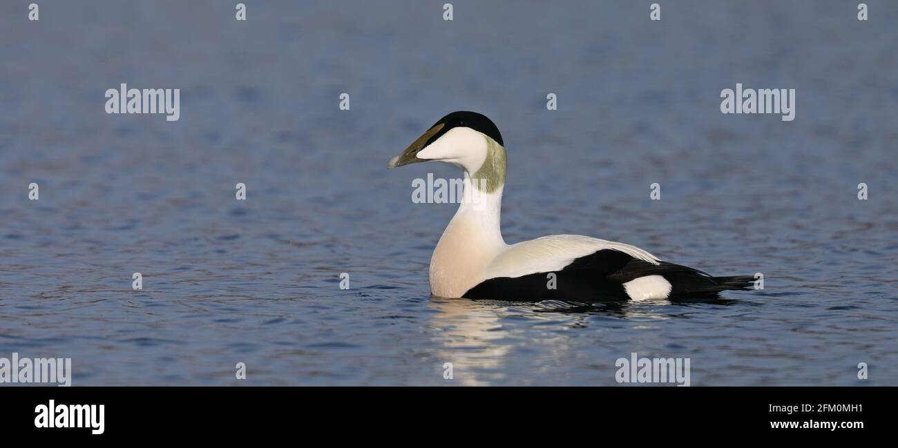 Common eider male hi-res stock photography and images - Alamy