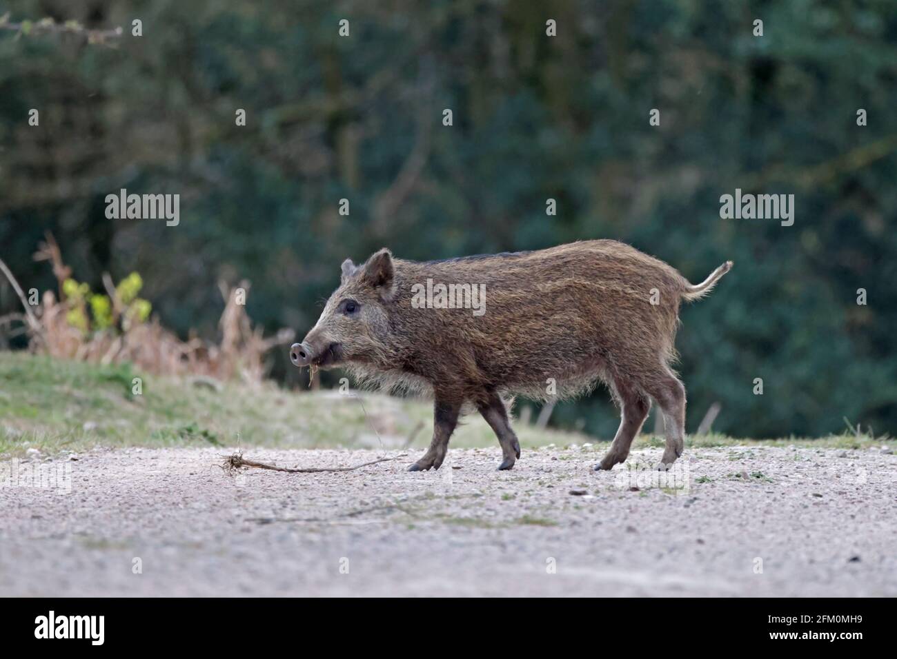 Wild Boar piglet crossing a forestry track Forest of Dean UK Stock ...
