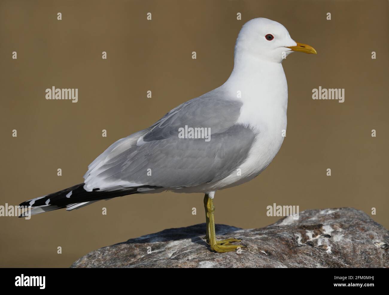 Common gull, Larus canus, standing on shore Stock Photo - Alamy